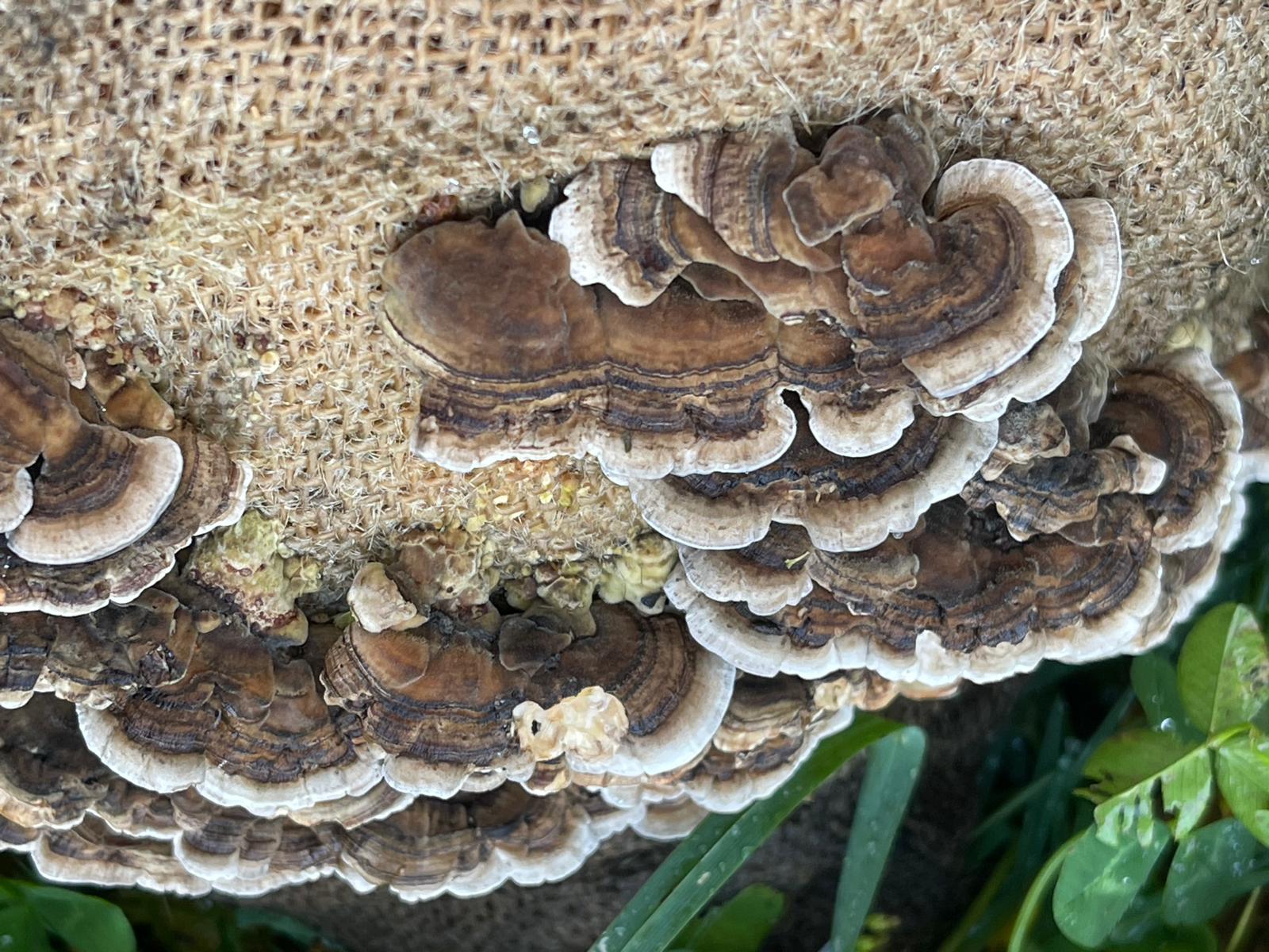 Fungi | Devon Local Nature Recovery Strategy (LNRS) | Devon County Council