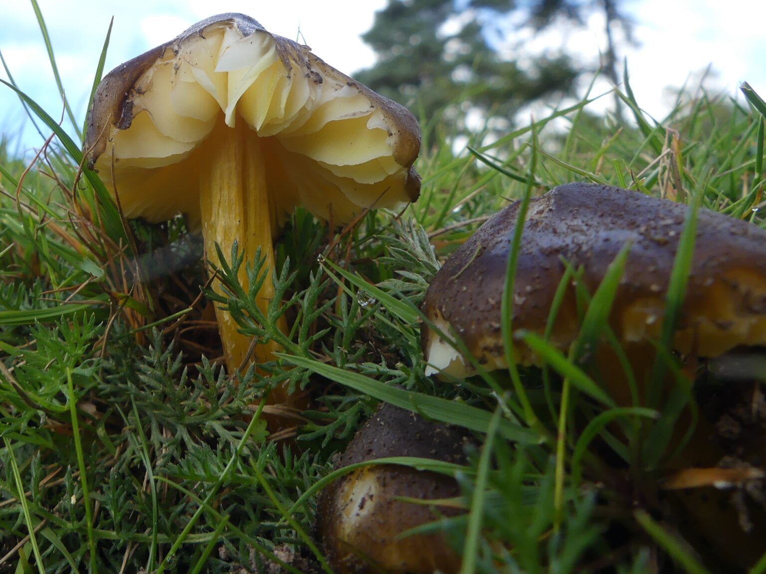 Fungi | Devon Local Nature Recovery Strategy (LNRS) | Devon County Council