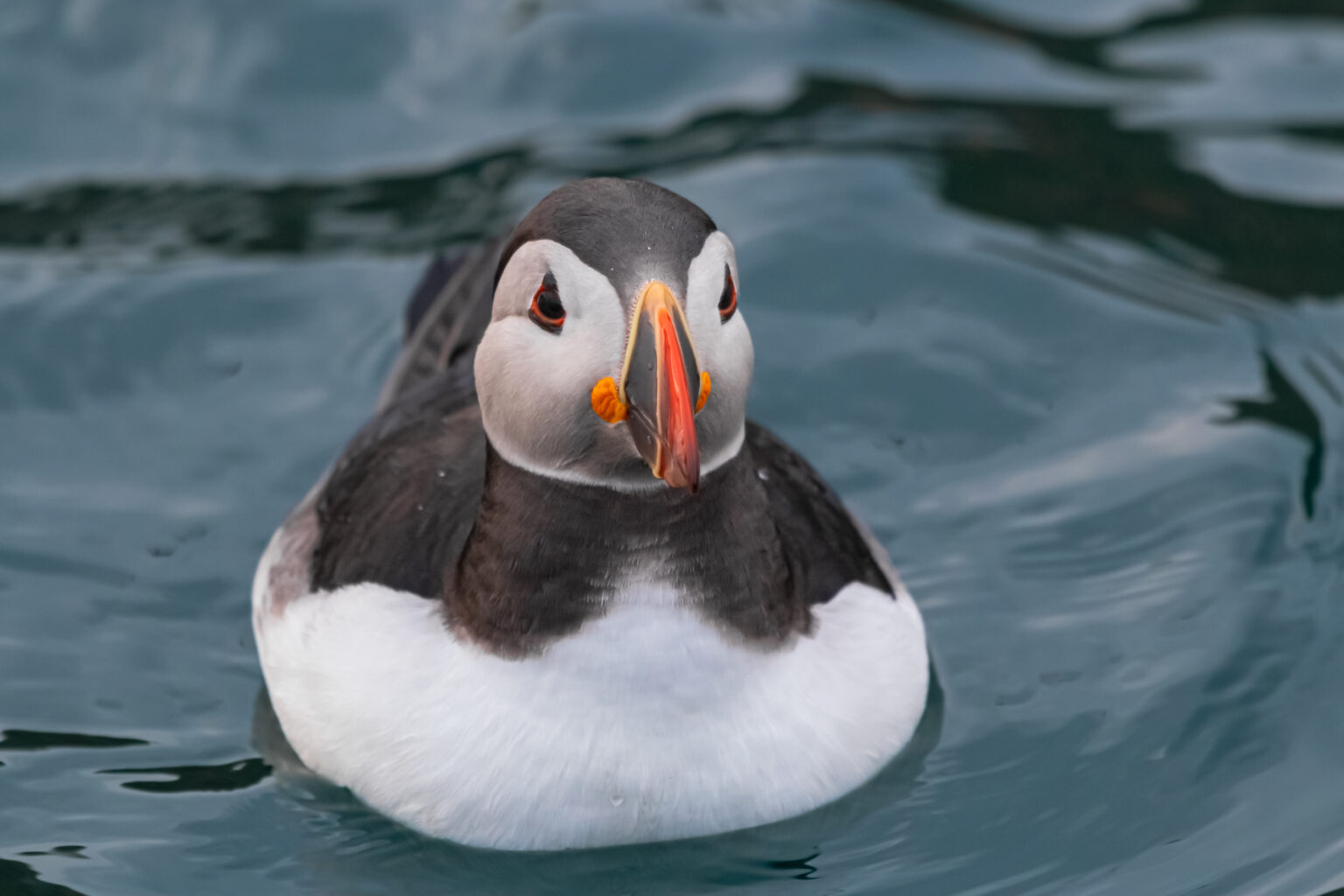 Birds | Devon Local Nature Recovery Strategy (LNRS) | Devon County Council