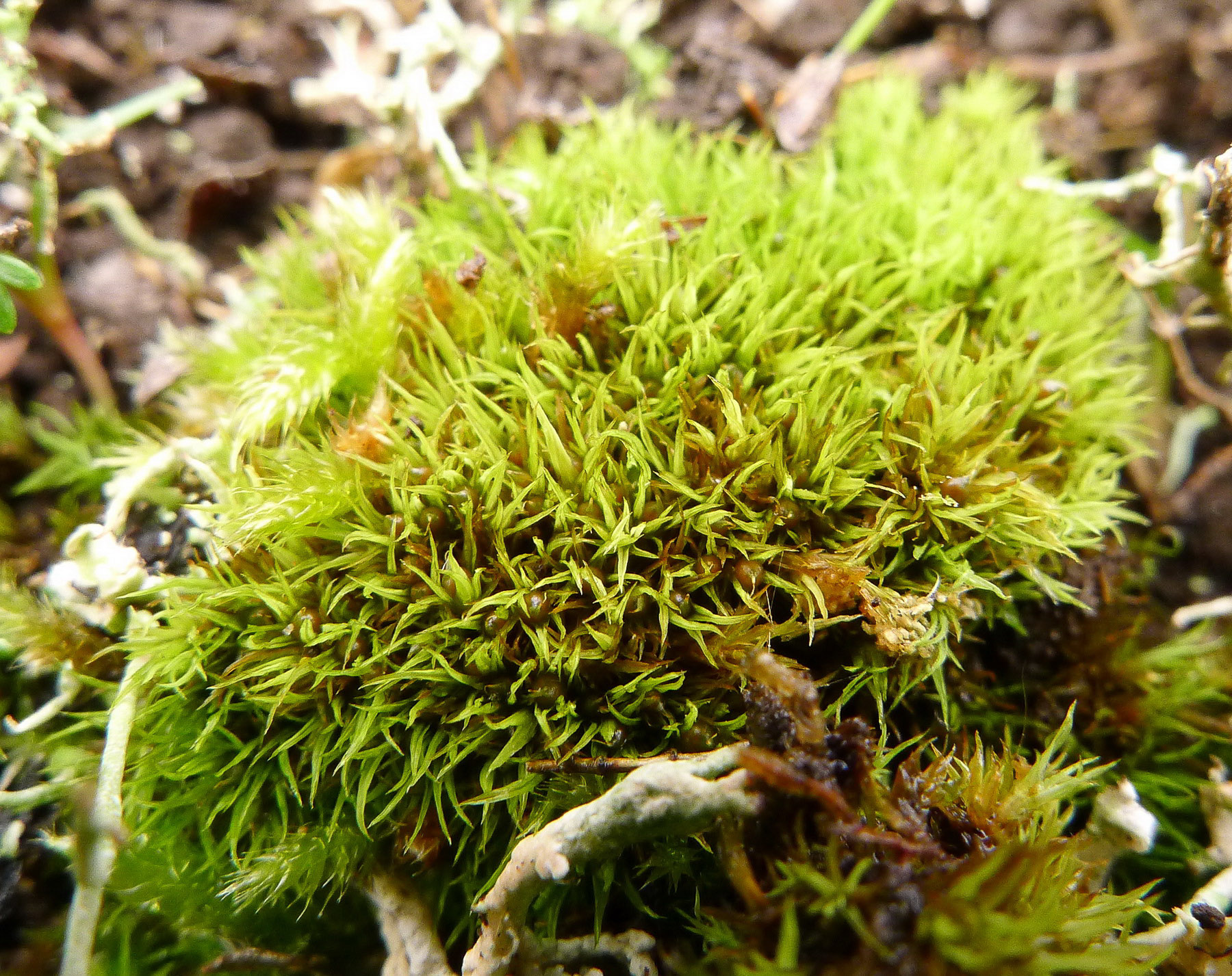 Bryophytes | Devon Local Nature Recovery Strategy (LNRS) | Devon County ...