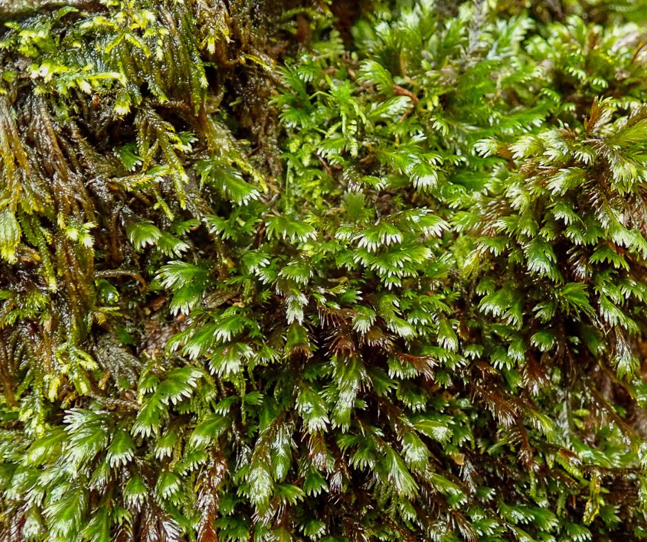 Bryophytes | Devon Local Nature Recovery Strategy (LNRS) | Devon County ...