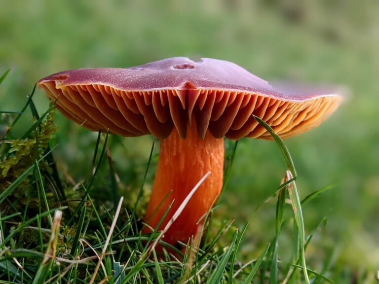 Fungi | Devon Local Nature Recovery Strategy (LNRS) | Devon County Council