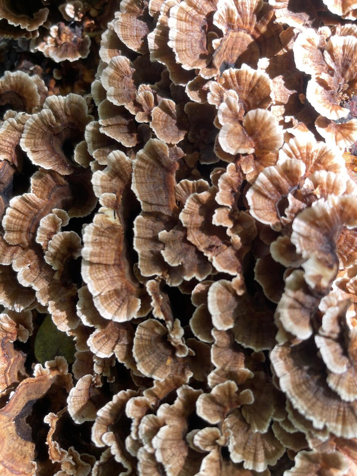 Fungi | Devon Local Nature Recovery Strategy (LNRS) | Devon County Council
