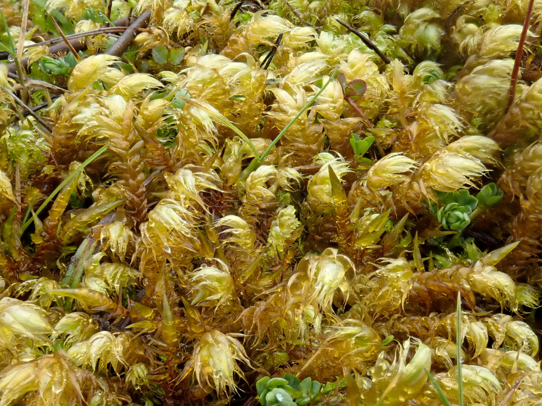 Bryophytes | Devon Local Nature Recovery Strategy (LNRS) | Devon County ...