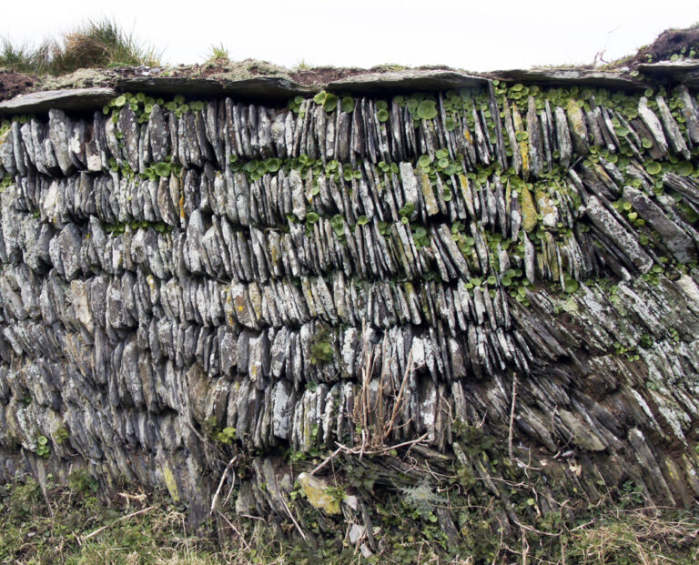 Hedge corridors | Devon Local Nature Recovery Strategy (LNRS) | Devon ...