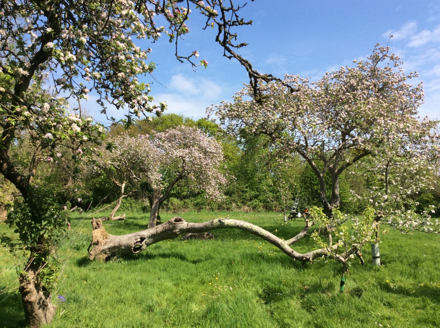Traditional orchards | Devon Local Nature Recovery Strategy (LNRS ...