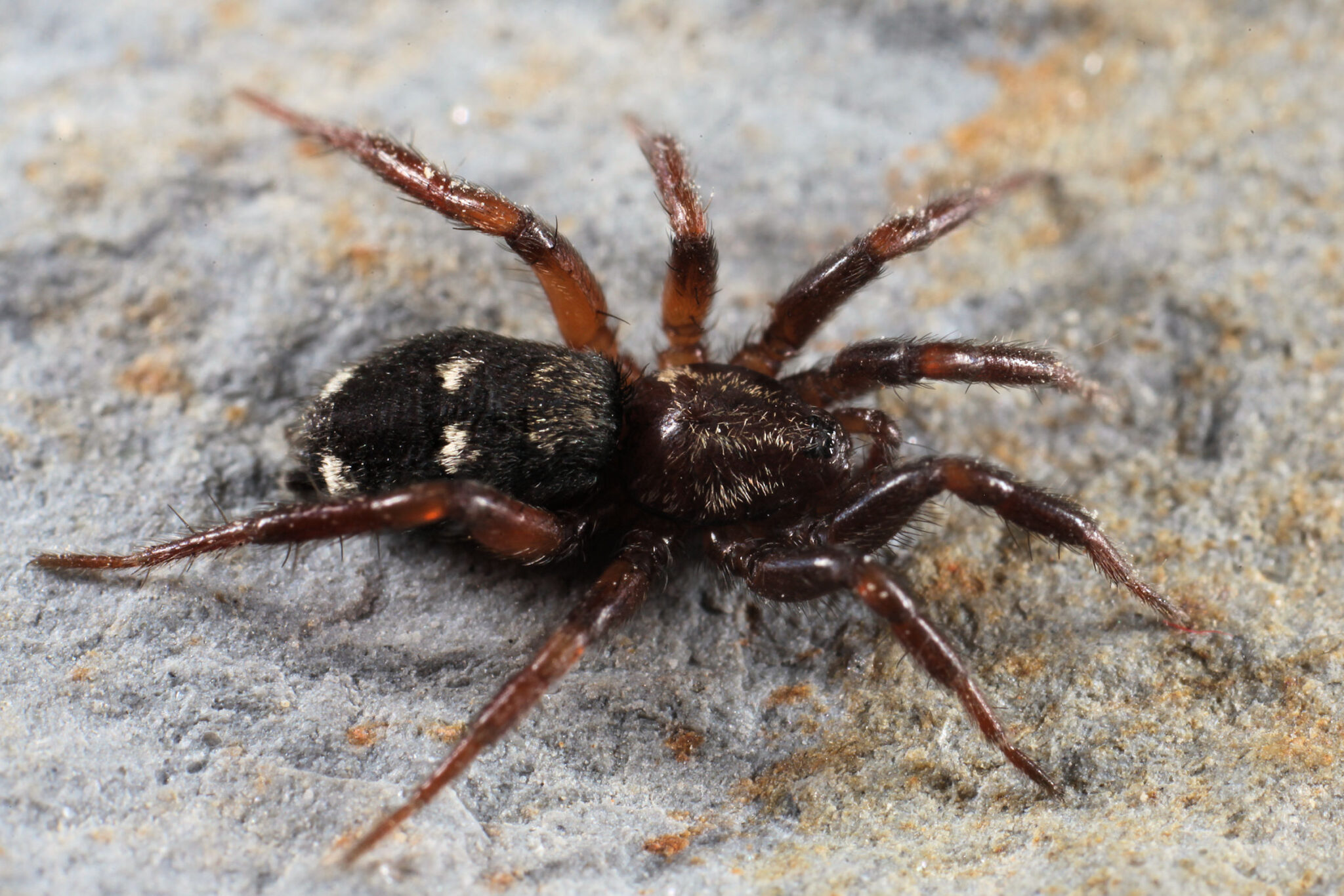 Spiders and harvestmen | Devon Local Nature Recovery Strategy (LNRS ...
