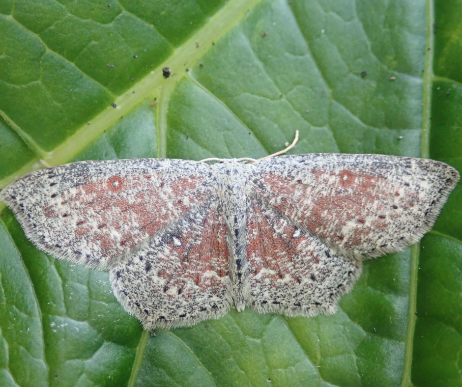Moths and butterflies | Devon Local Nature Recovery Strategy (LNRS ...