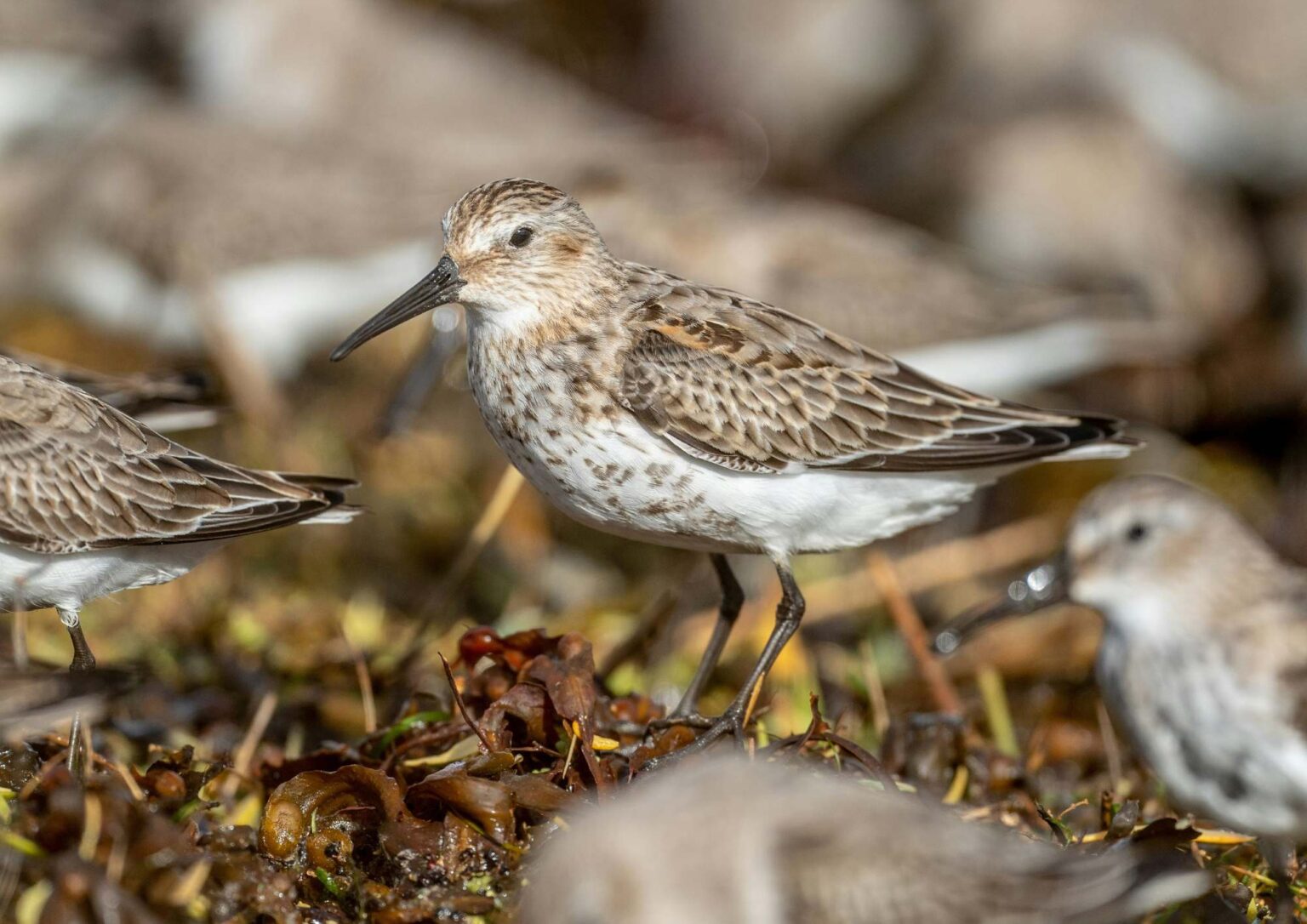 Birds | Devon Local Nature Recovery Strategy (LNRS) | Devon County Council