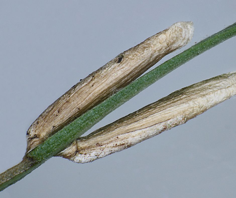 Moths and butterflies | Devon Local Nature Recovery Strategy (LNRS ...