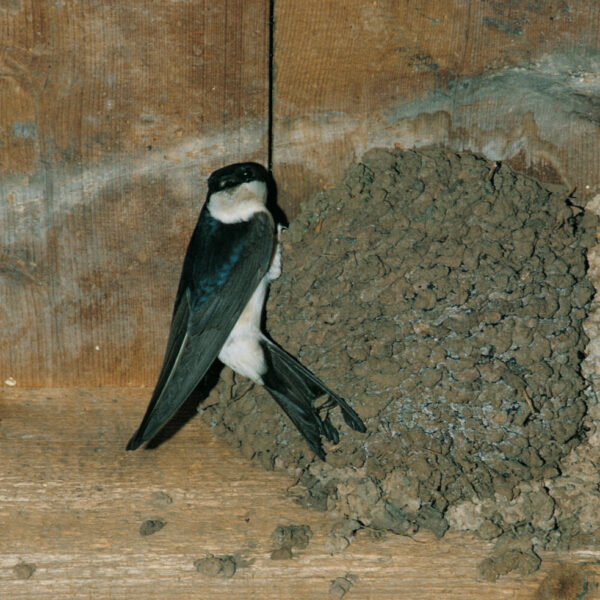 Start here | Devon Local Nature Recovery Strategy (LNRS) | Devon County ...