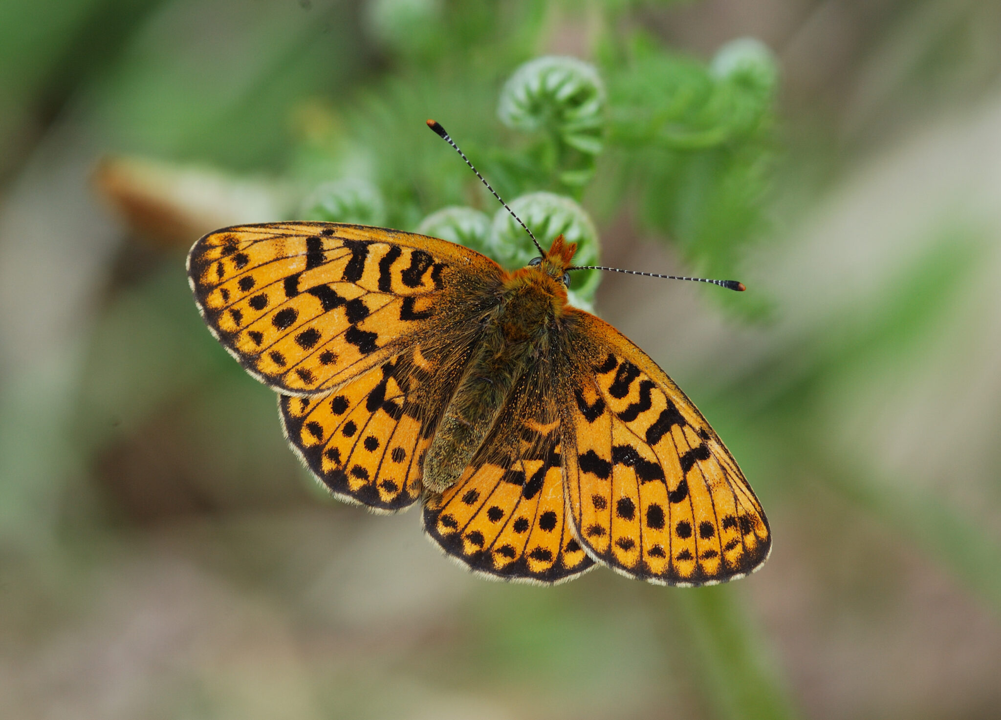 Moths and butterflies | Devon Local Nature Recovery Strategy (LNRS ...
