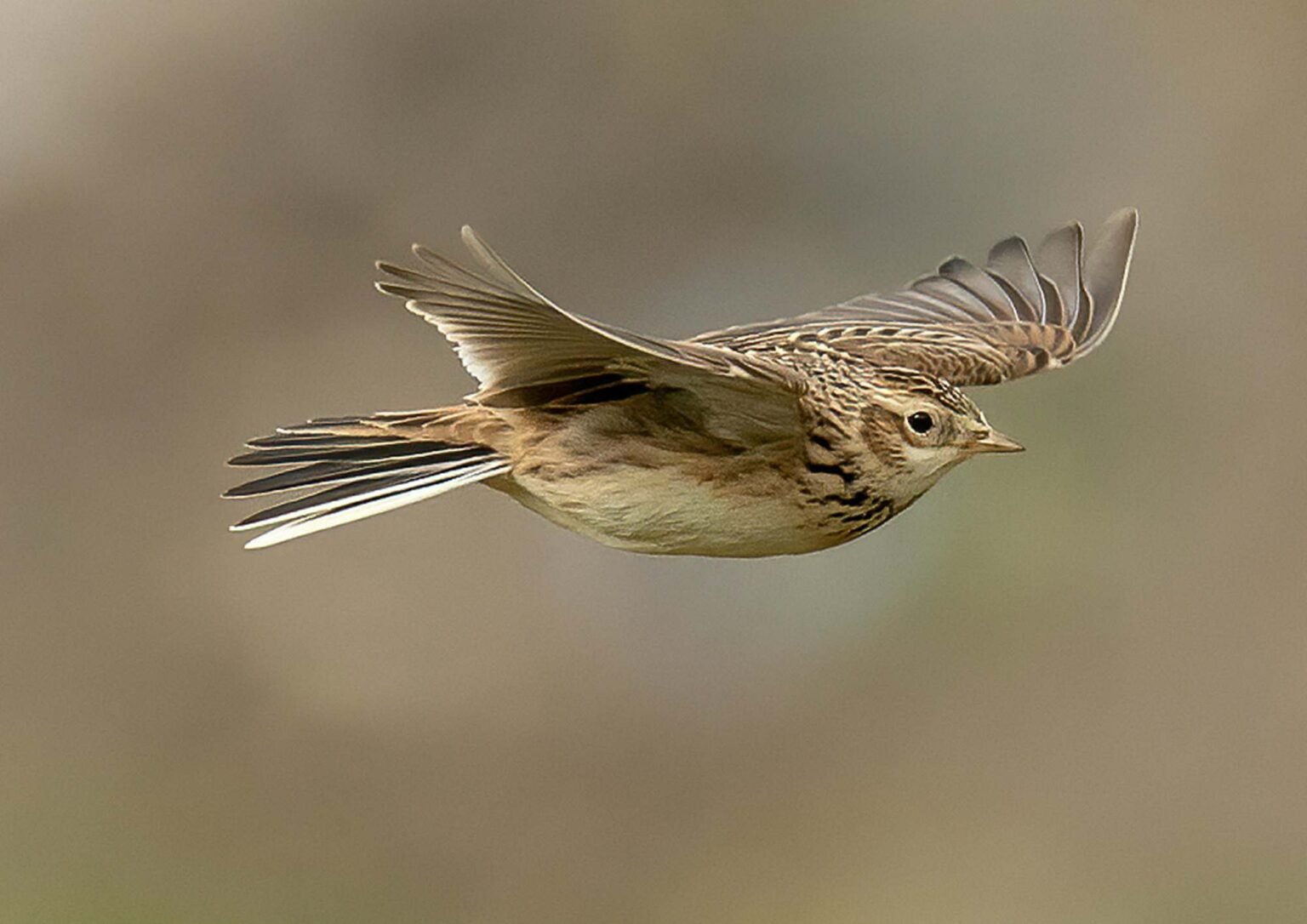 Birds | Devon Local Nature Recovery Strategy (LNRS) | Devon County Council