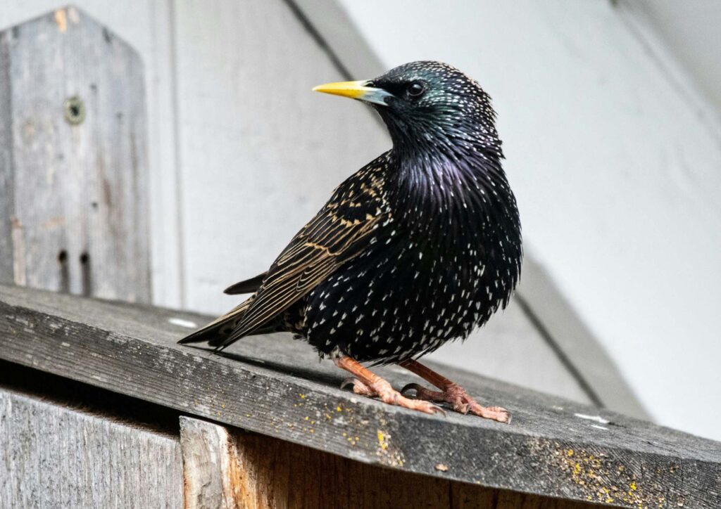 Birds | Devon Local Nature Recovery Strategy (LNRS) | Devon County Council