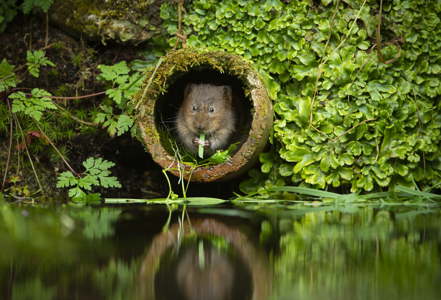 Devon Local Nature Recovery Strategy (LNRS) | Devon County Council