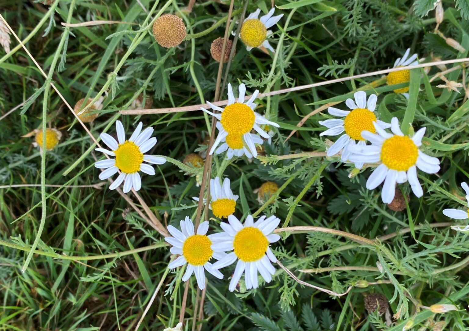 Flowering plants and ferns | Devon Local Nature Recovery Strategy (LNRS ...