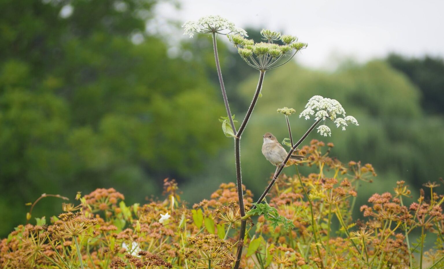 Devon Local Nature Recovery Strategy (LNRS) | Devon County Council