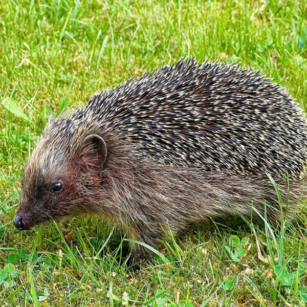 Start here | Devon Local Nature Recovery Strategy (LNRS) | Devon County ...