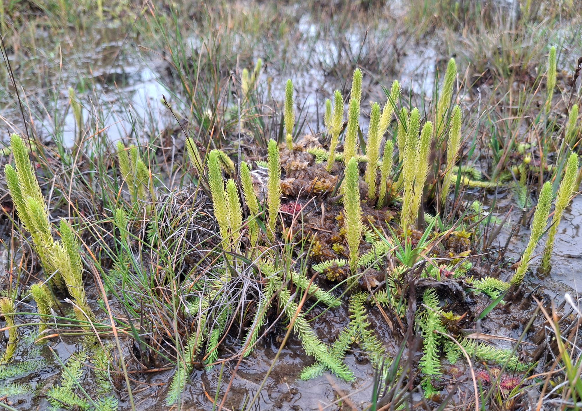 Flowering plants and ferns | Devon Local Nature Recovery Strategy (LNRS ...