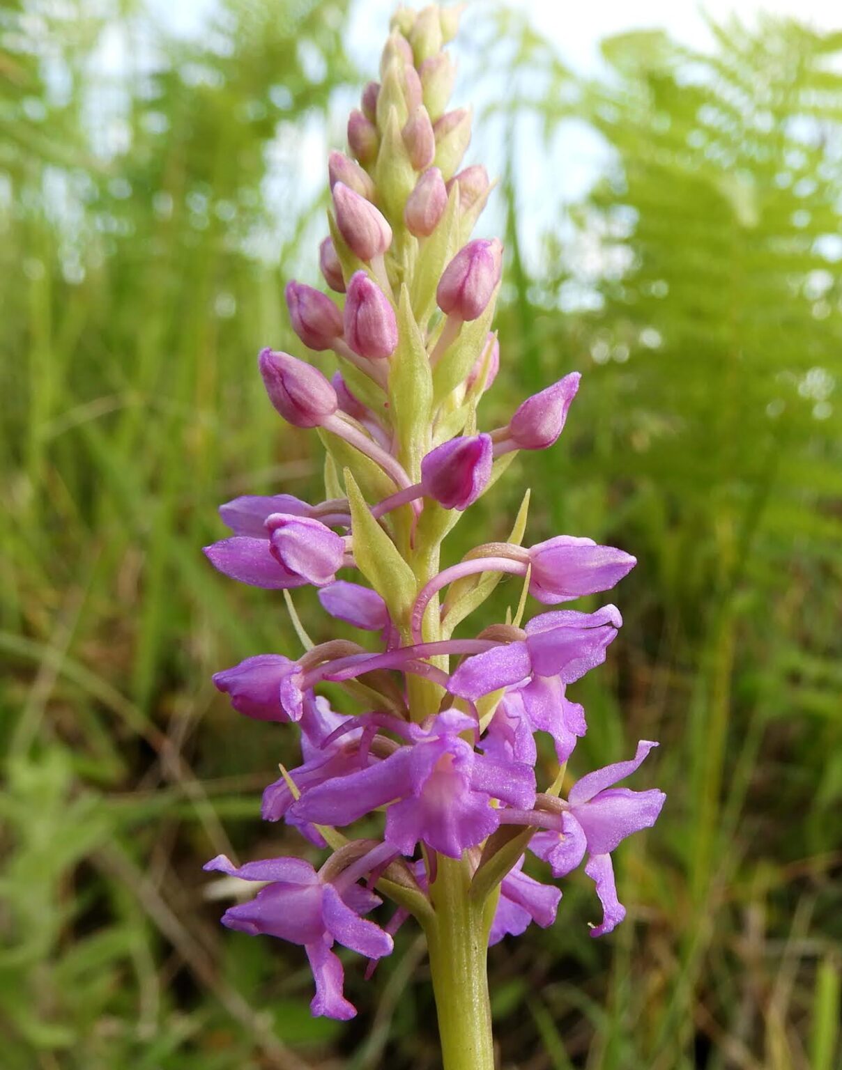 Flowering plants and ferns | Devon Local Nature Recovery Strategy (LNRS ...