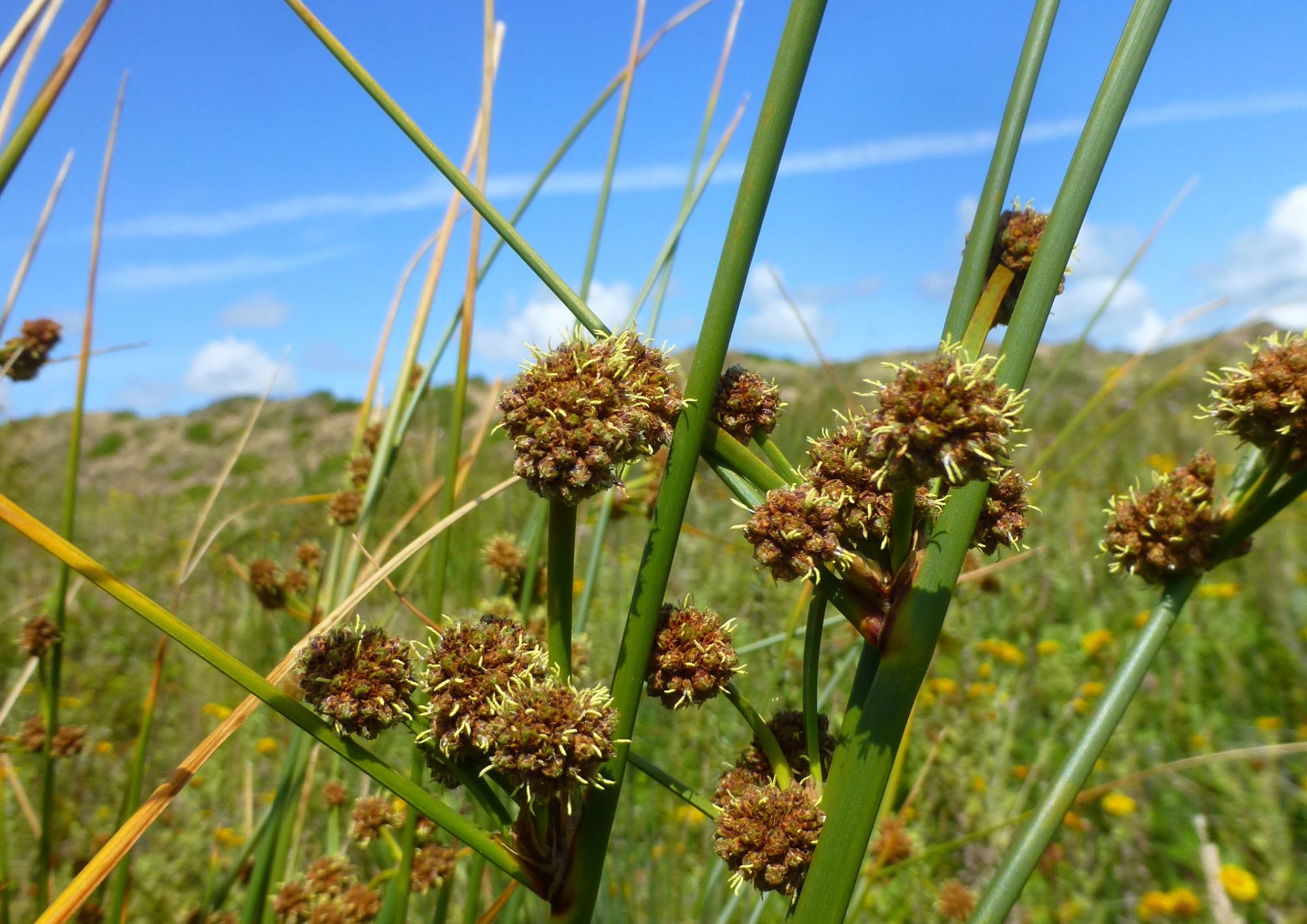 Flowering plants and ferns | Devon Local Nature Recovery Strategy (LNRS ...