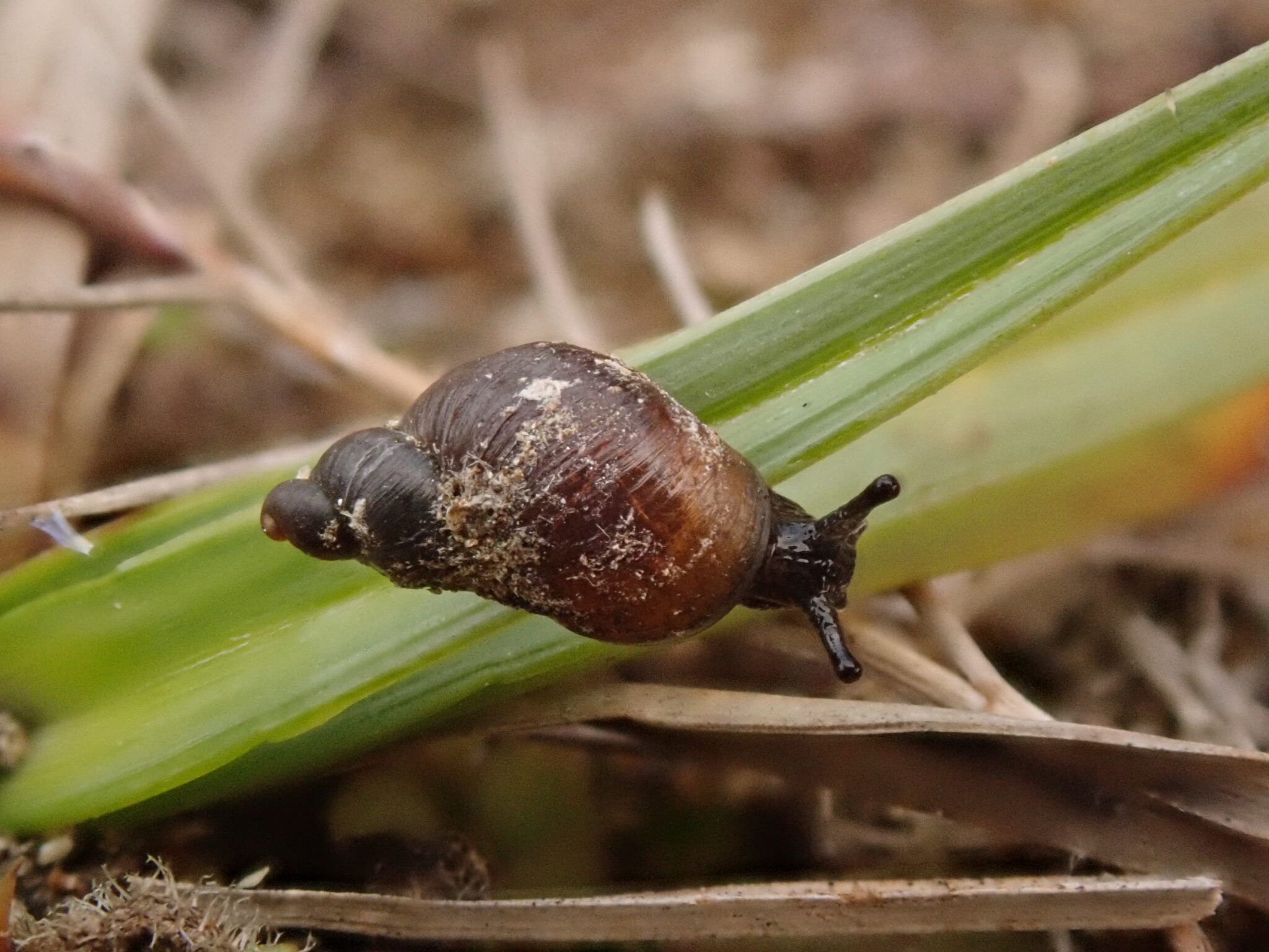 Molluscs | Devon Local Nature Recovery Strategy (LNRS) | Devon County ...