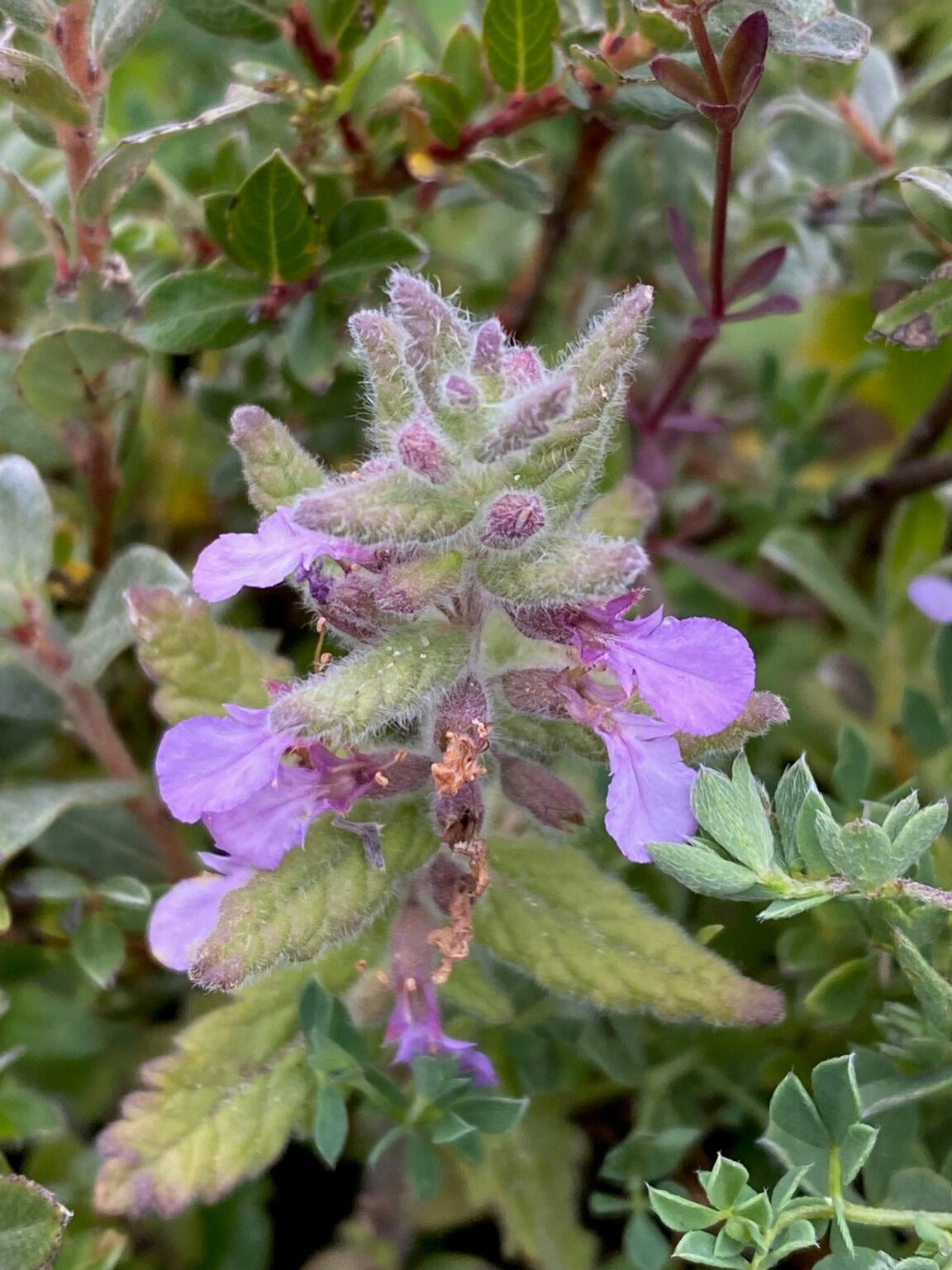 Flowering plants and ferns | Devon Local Nature Recovery Strategy (LNRS ...