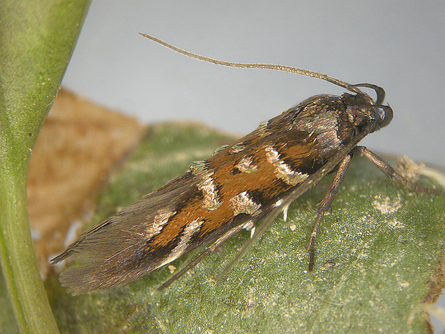 Moths and butterflies | Devon Local Nature Recovery Strategy (LNRS ...