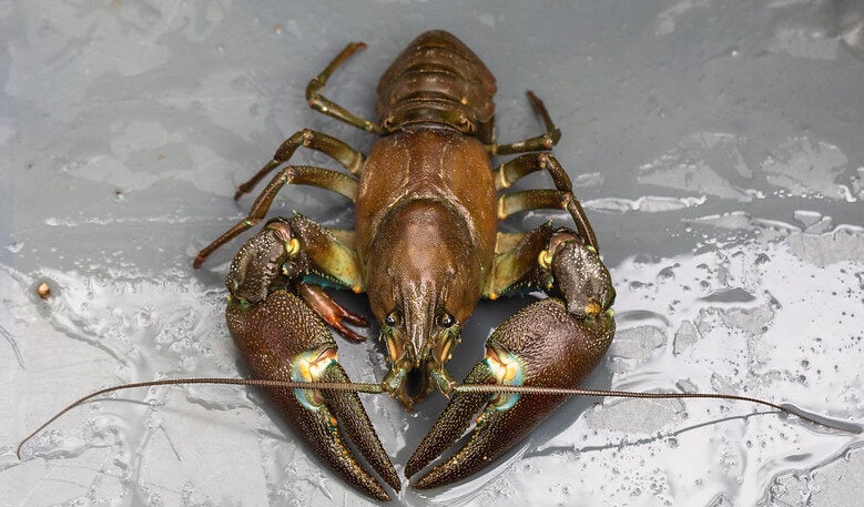 Invasive non-native species | Devon Local Nature Recovery Strategy ...