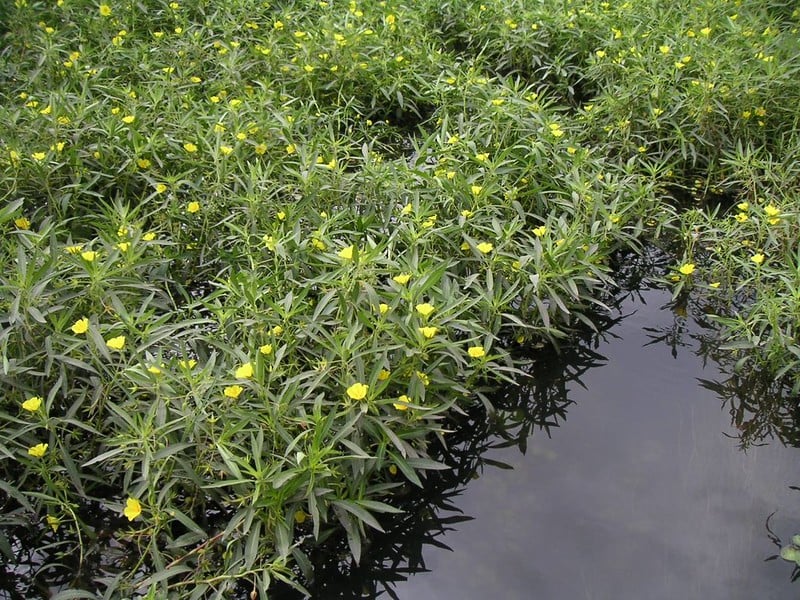 Invasive non-native species | Devon Local Nature Recovery Strategy ...