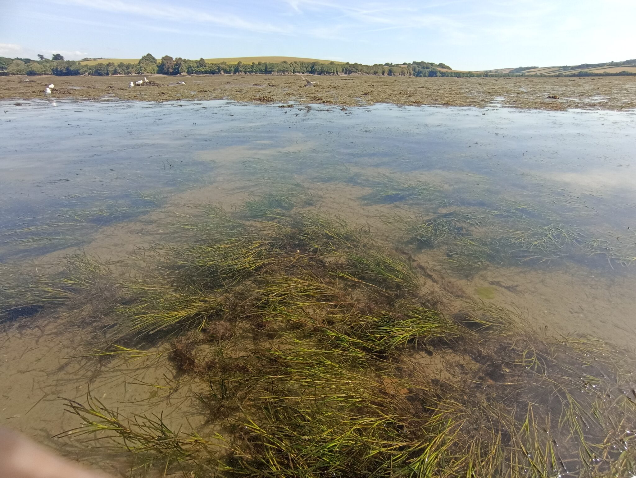 Flowering plants and ferns | Devon Local Nature Recovery Strategy (LNRS ...